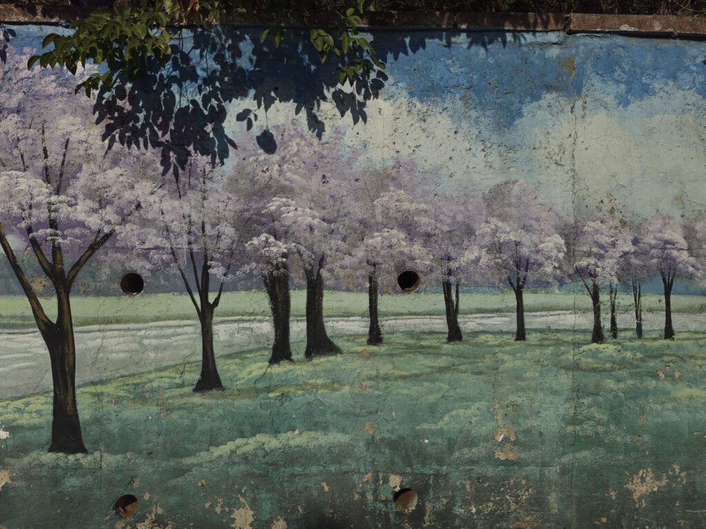 Beautiful Flowers and the Judas tree in Ottoman culture - Inside Out In ...