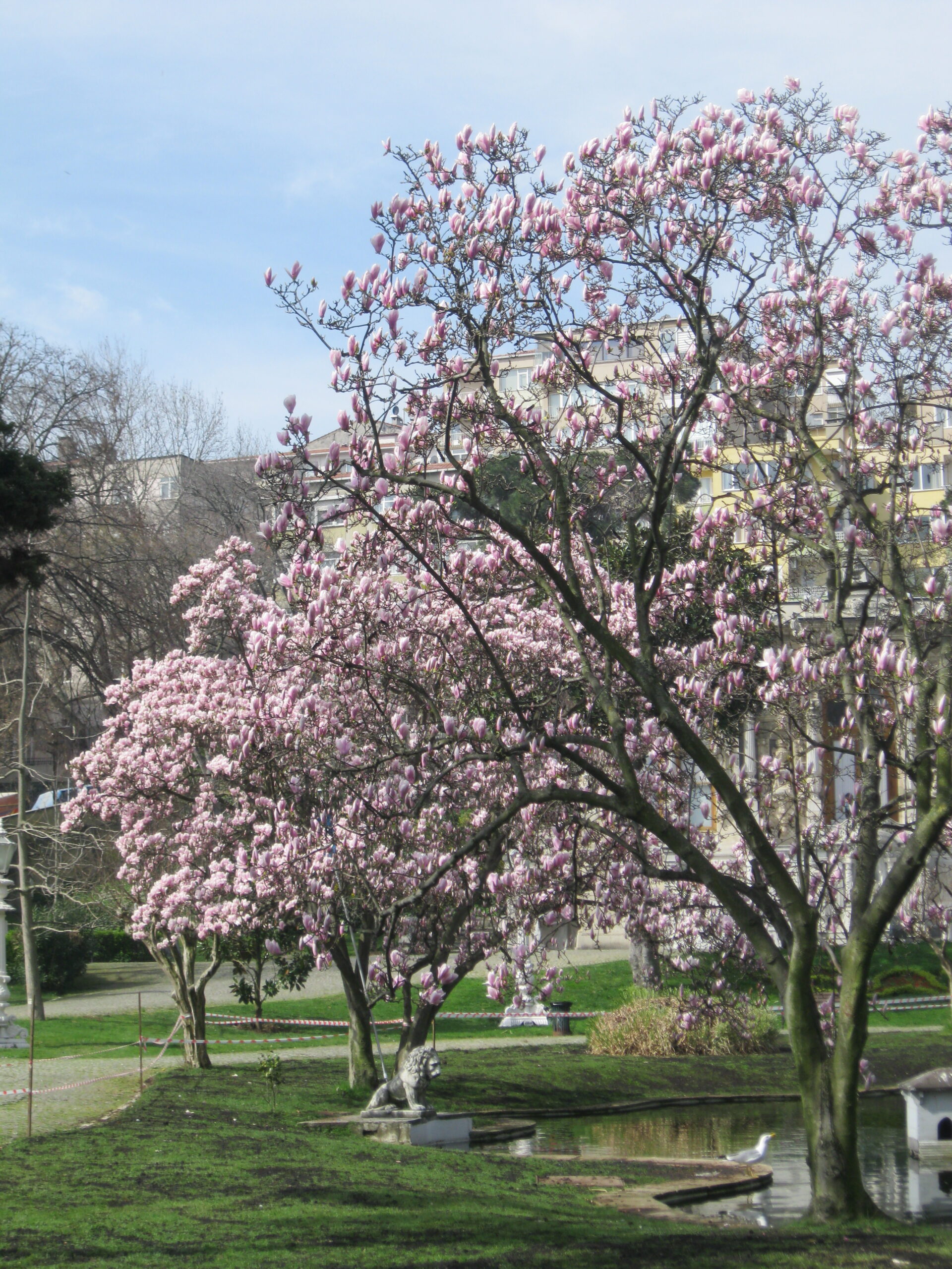 Beautiful Flowers and the Judas tree in Ottoman culture - Inside Out In ...