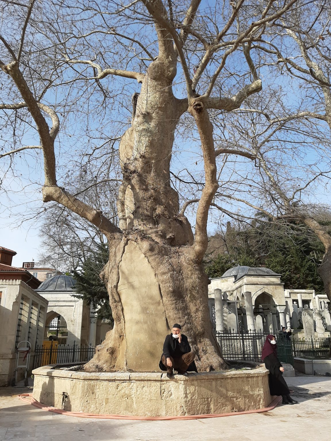 Turkish symbolism – meanings found in trees, graveyards and flowers ...