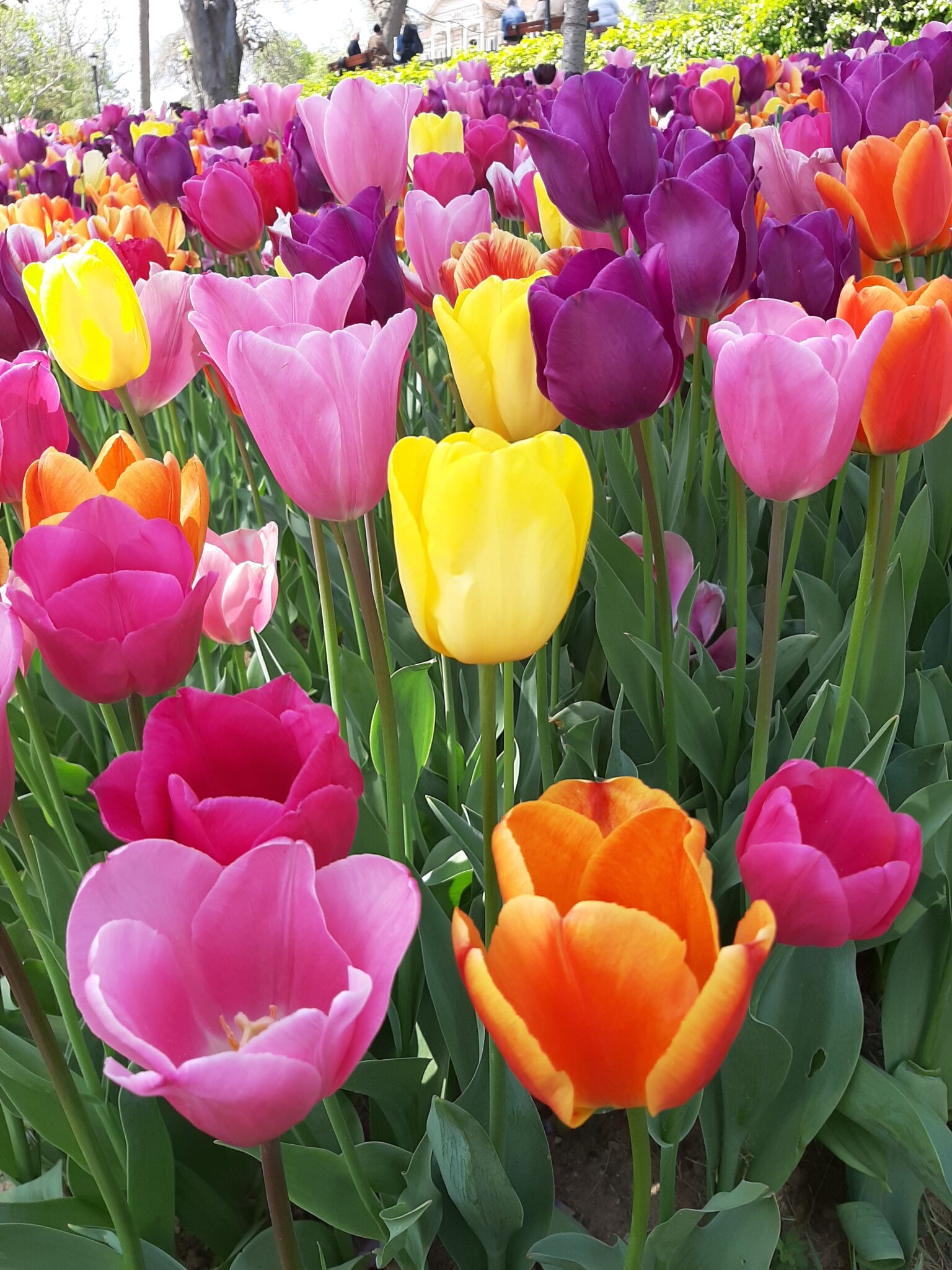 The magnificent Istanbul Tulip Festival and the History of Tulips in ...