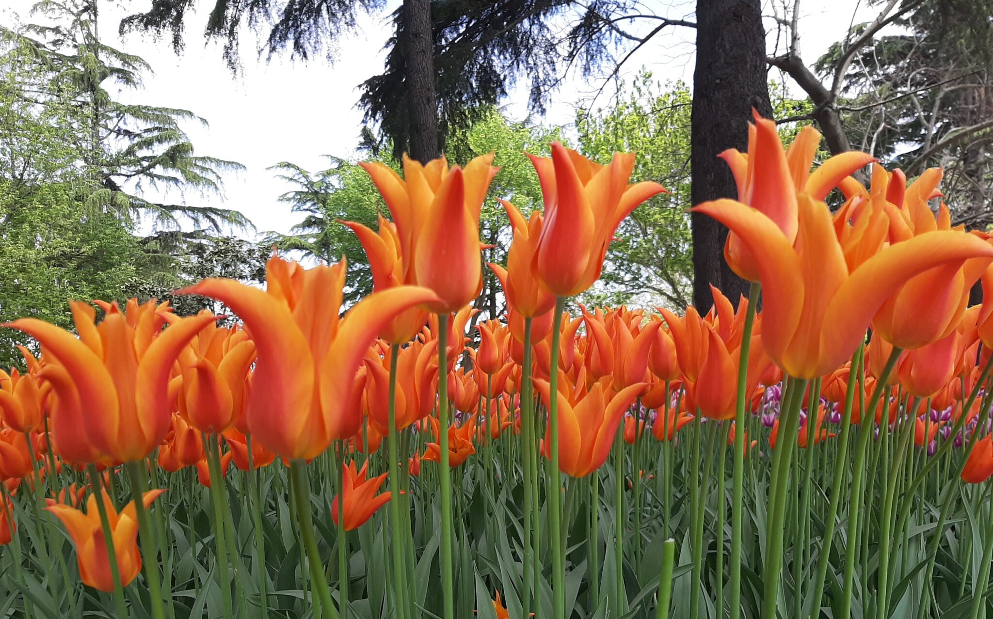 The magnificent Istanbul Tulip Festival and the History of Tulips in ...