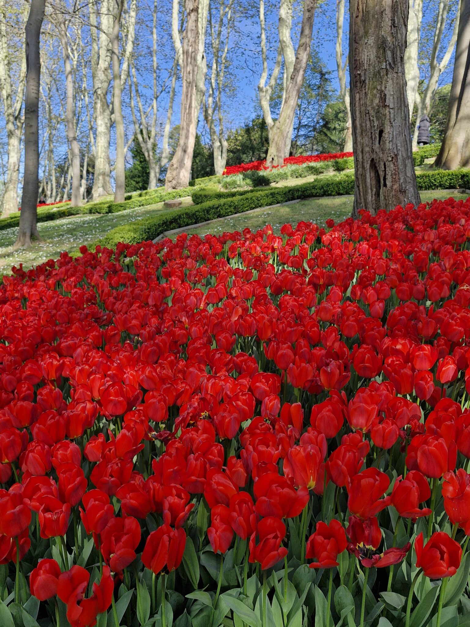 The magnificent Istanbul Tulip Festival and the History of Tulips in ...